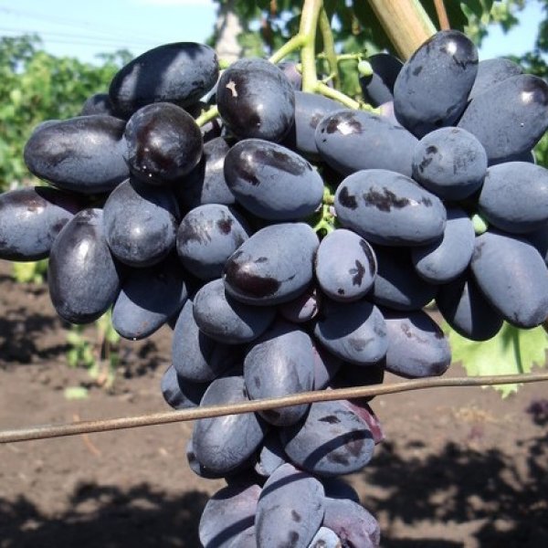 Vita de vie Velika - soi de struguri roșii de desert - coacere timpurie